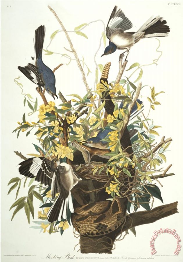 John James Audubon Mocking Bird Northern Mockingbird Mimus Polyglottos ...